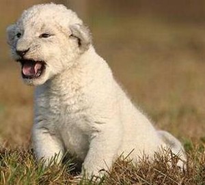 Concepto de animales - Definición en DeConceptos.com