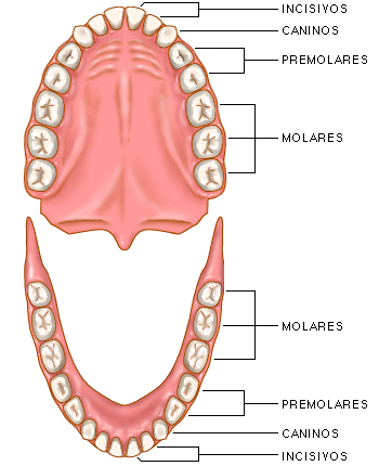 Concepto de dientes - Definición en DeConceptos.com