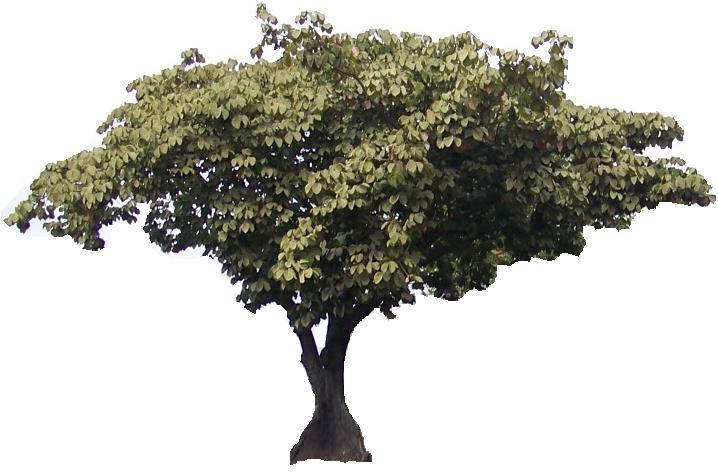 Concepto de árbol - Definición en DeConceptos.com