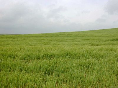 Concepto de campo - Definición en DeConceptos.com