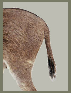 Concepto de cola - Definición en DeConceptos.com