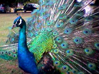 Concepto de pavo - Definición en DeConceptos.com