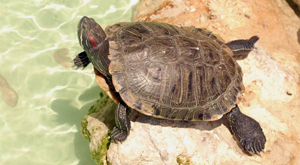 Concepto de lento - Definición en DeConceptos.com