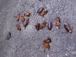 Concepto de alimaña - Definición en DeConceptos.com